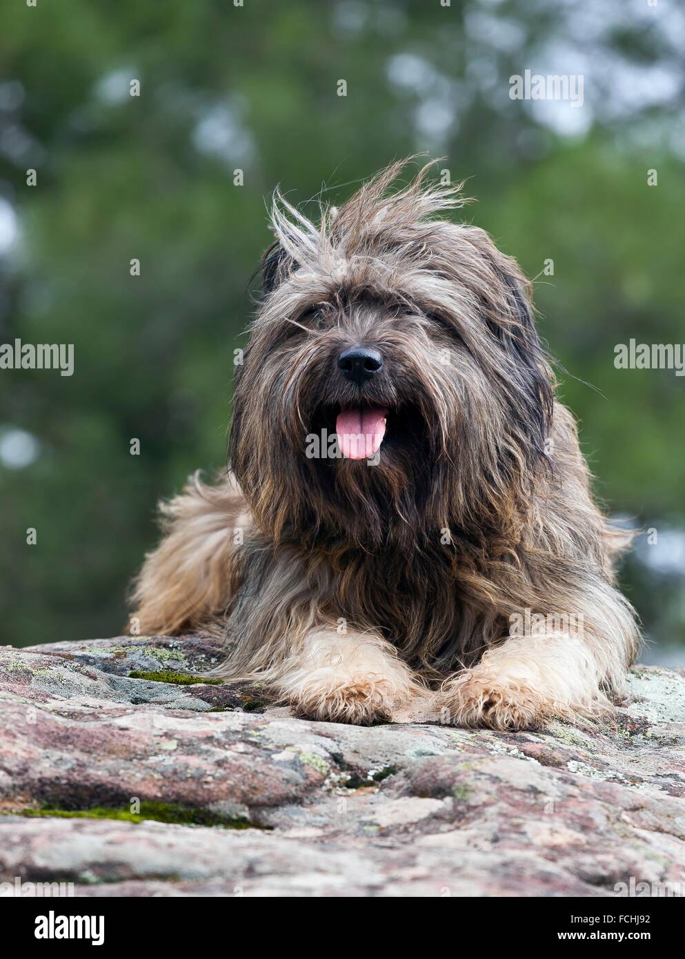 Catalan Sheepdog Mix
