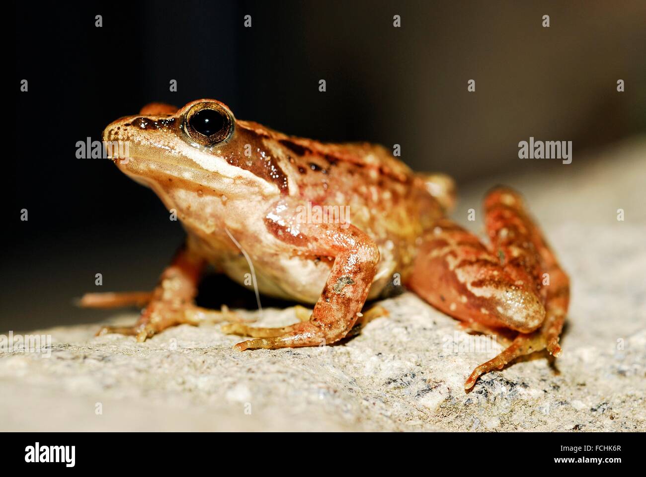 Iberian frog rana iberica galicia hi-res stock photography and images ...