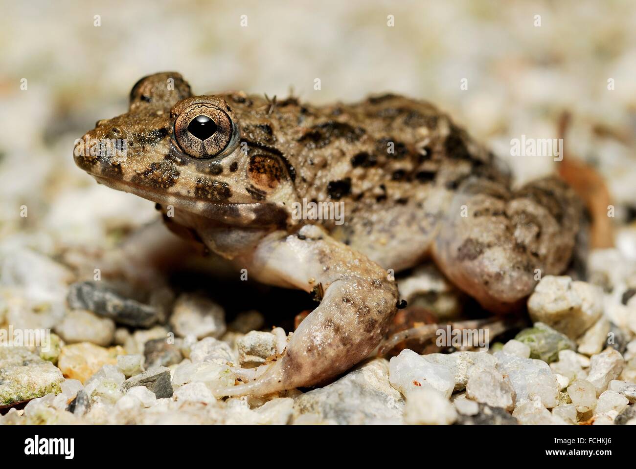 Frog Crab High Resolution Stock Photography and Images - Alamy