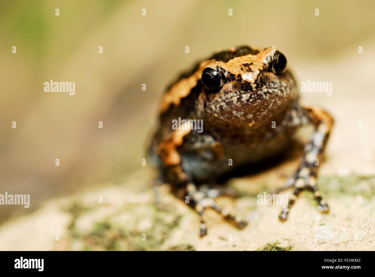 Kaloula pulchra hi-res stock photography and images - Alamy