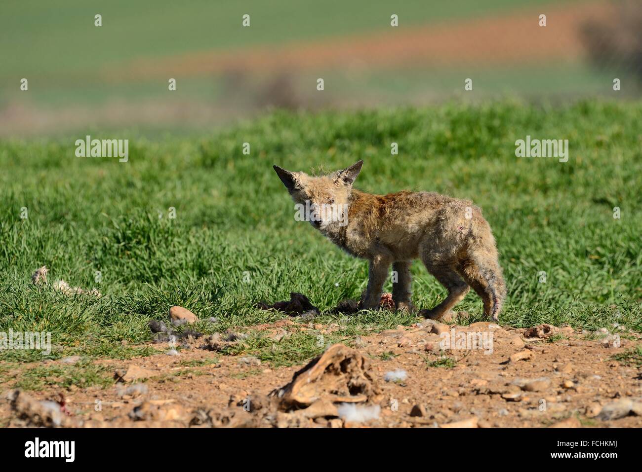 Red Fox With Scabies High Resolution Stock Photography and Images - Alamy