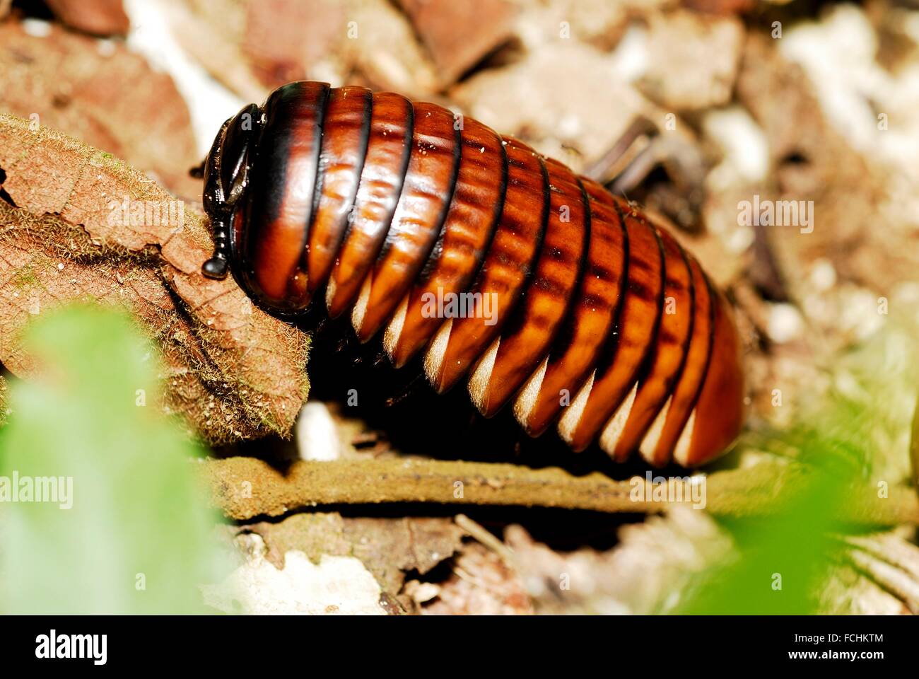 Jungle cockroach hi-res stock photography and images - Alamy