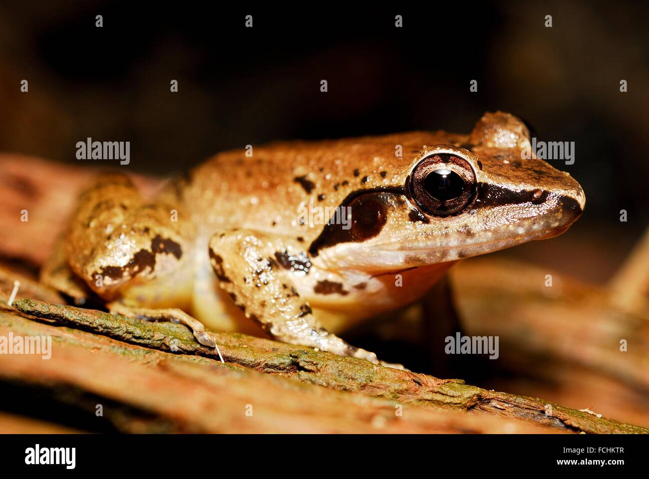 Lesser swamp frog hi-res stock photography and images - Alamy