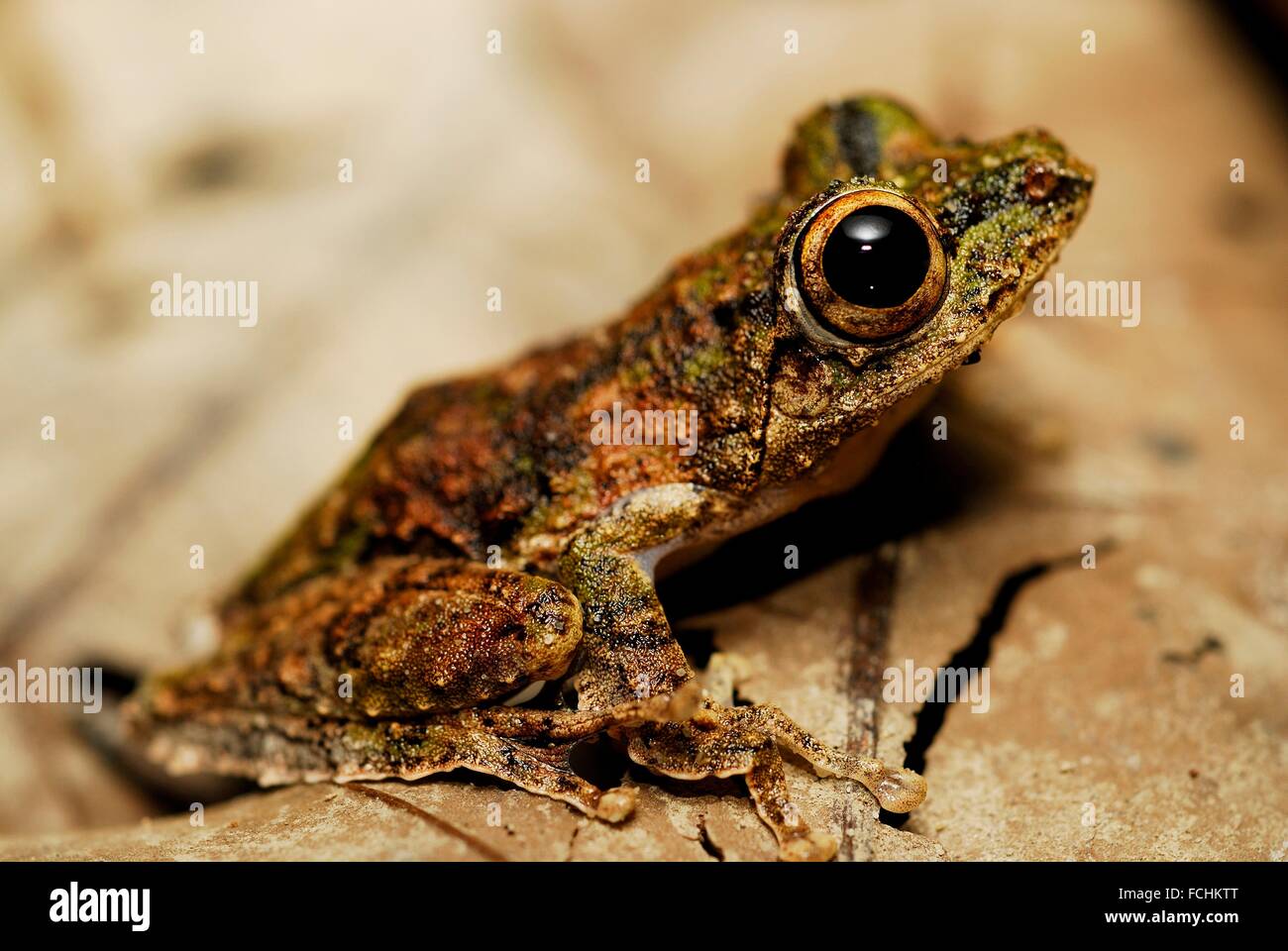 Frilled treefrog hi-res stock photography and images - Alamy