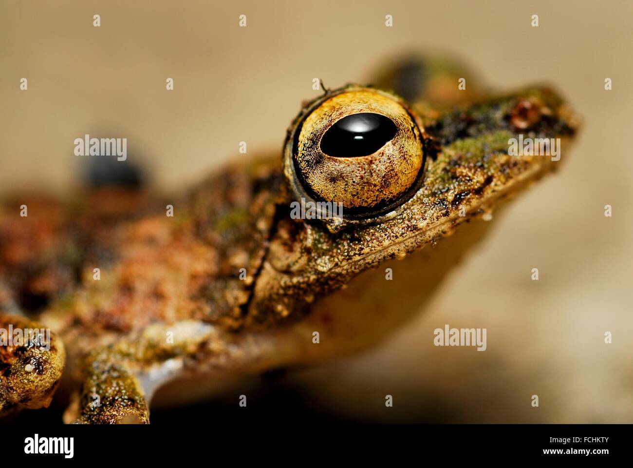 Frilled treefrog hi-res stock photography and images - Alamy