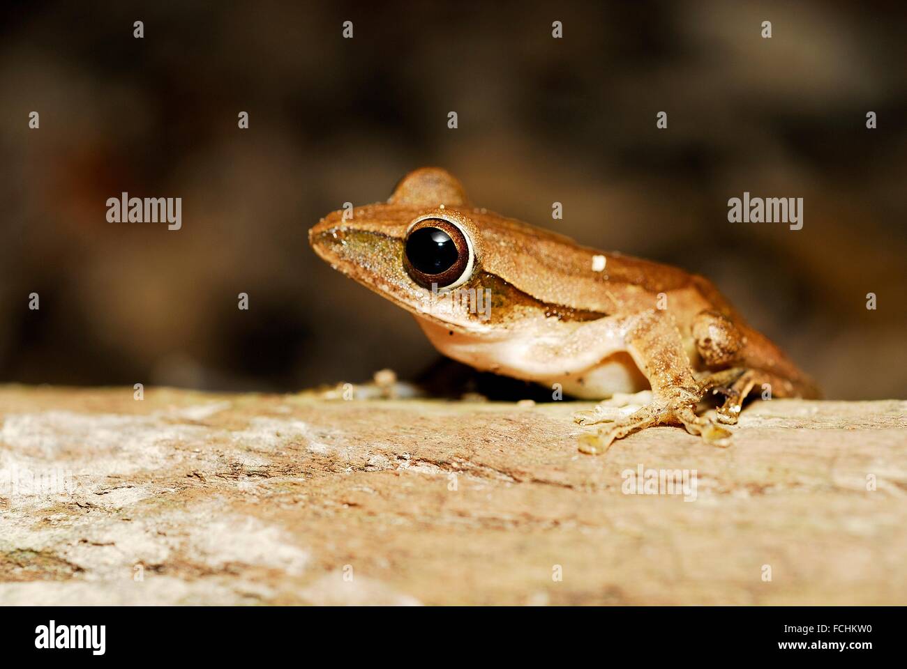 Four line tree frog hi-res stock photography and images - Alamy