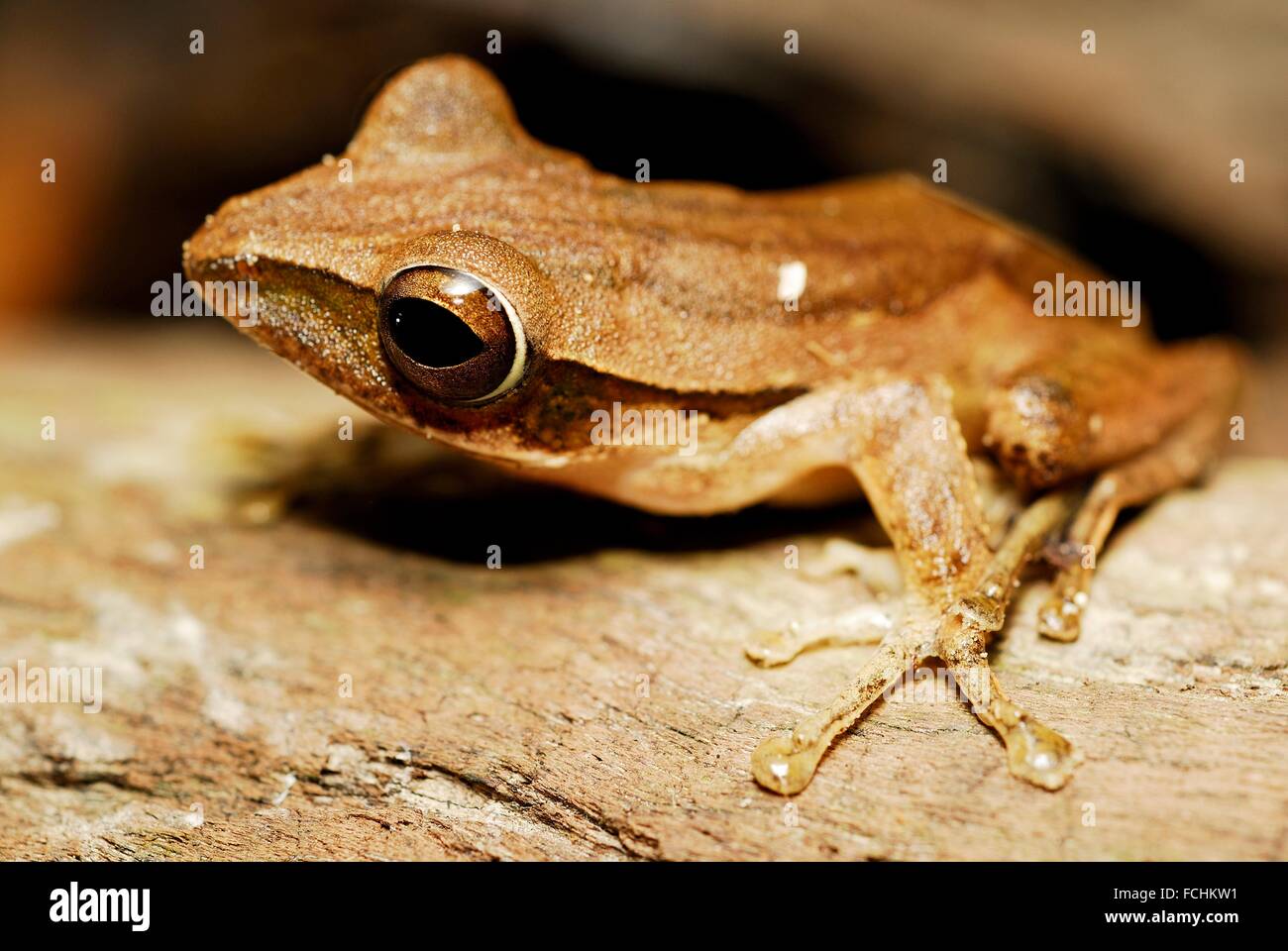 Four line tree frog hi-res stock photography and images - Alamy