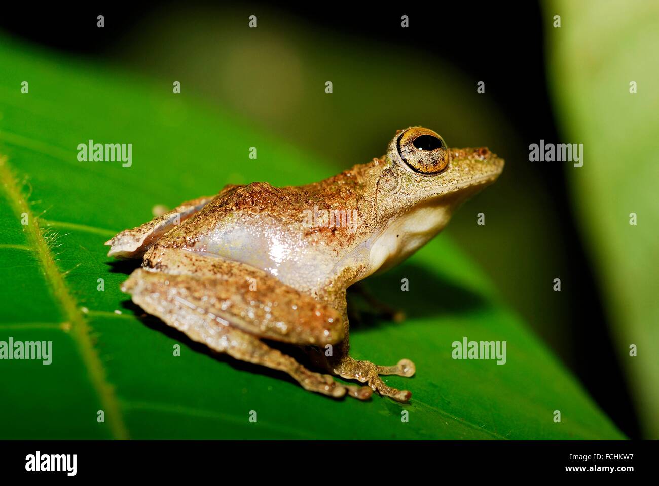 Frilled treefrog hi-res stock photography and images - Alamy