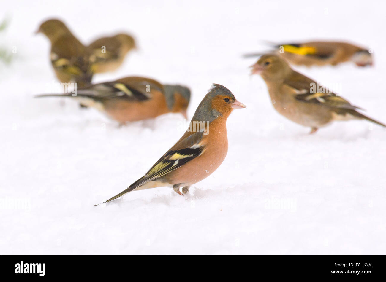Snow finches hi-res stock photography and images - Alamy