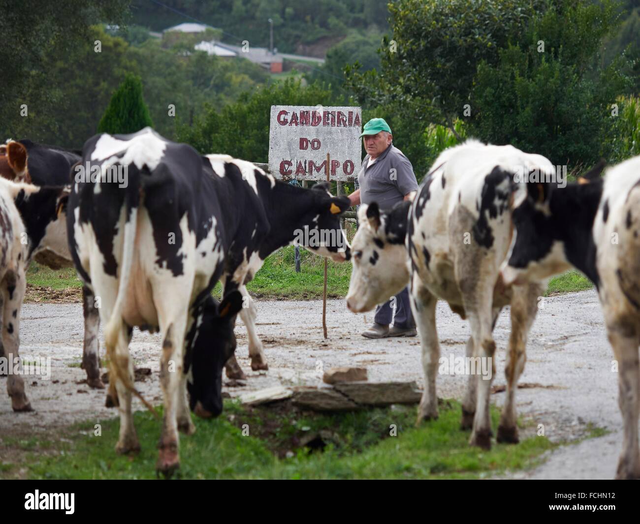 Sector Lacteo.- In Castroverde, Lugo Farm milk Montecubeiro, one of the ...