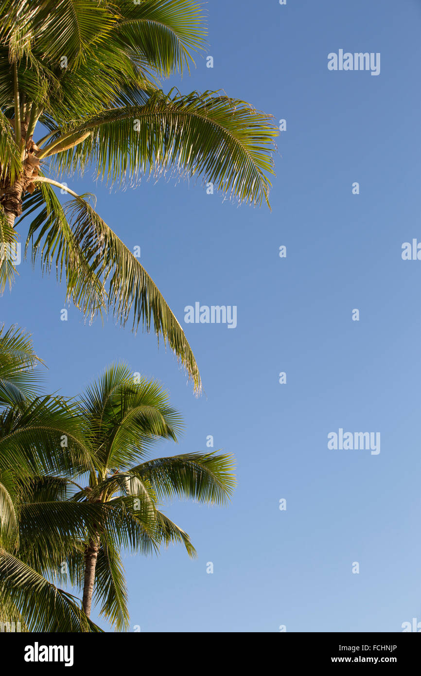 Looking up trees pacific hi-res stock photography and images - Alamy