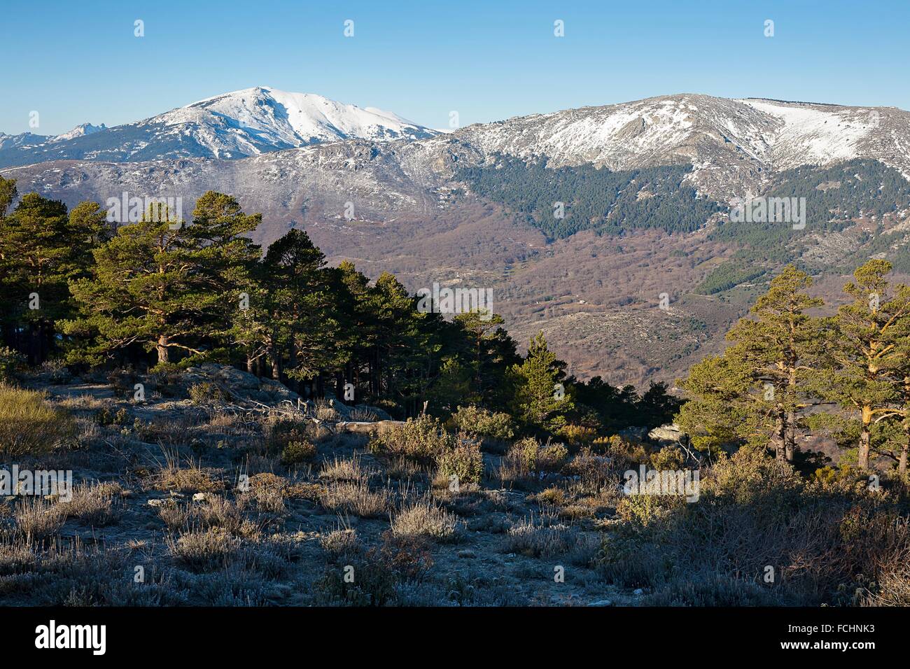 Tree arcon hi-res stock photography and images - Alamy