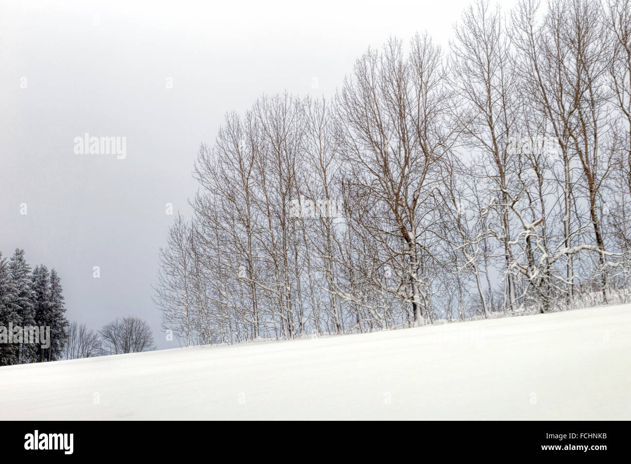Winter landscape covered in fresh snow in Sauerland, Hochsauerlandkreis ...