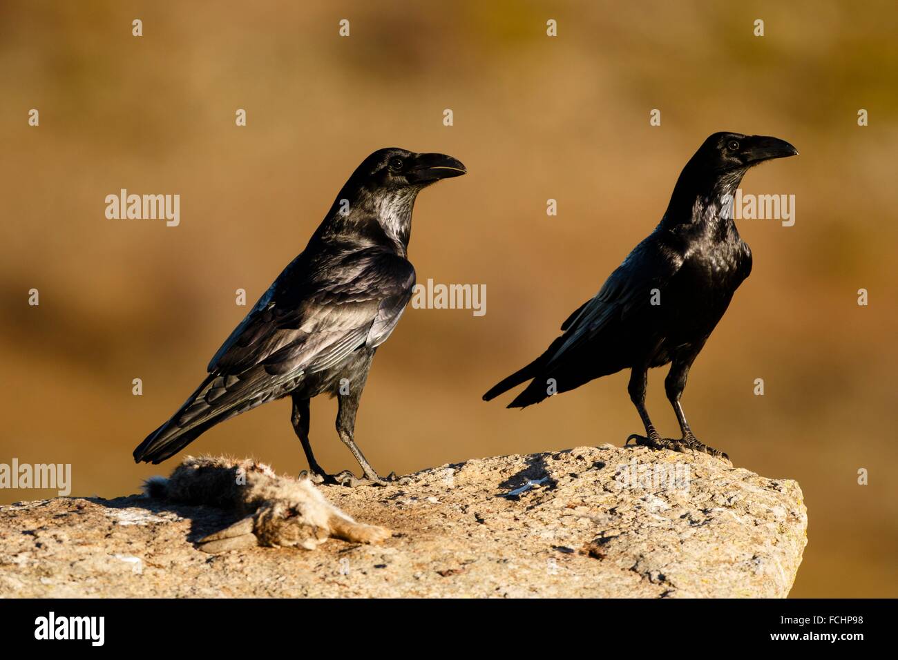 Raven Couple High Resolution Stock Photography and Images - Alamy