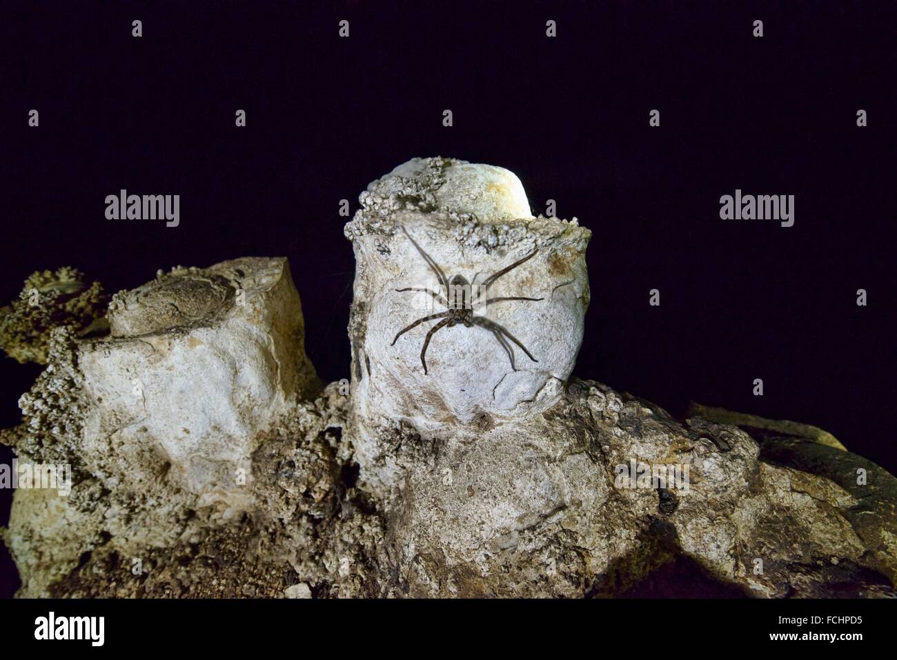Giant Cave Spider Dwarf Fortress