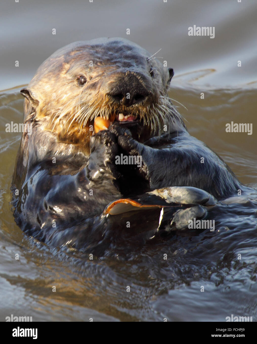 Most endangered clam species hi-res stock photography and images - Alamy