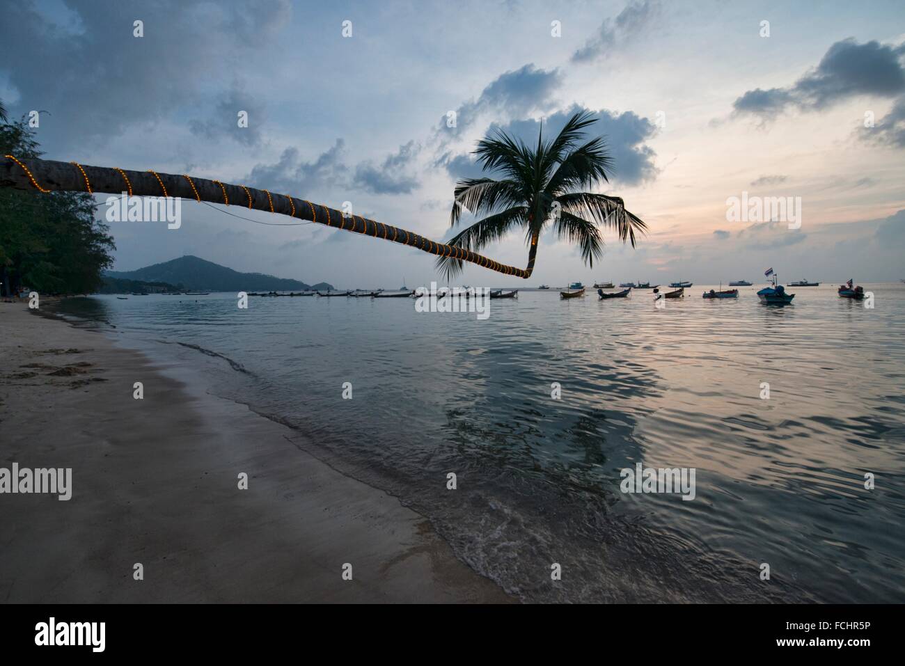 leaning coconut tree on Sairee Beach at sunset, Koh Tao, Thailand Stock ...