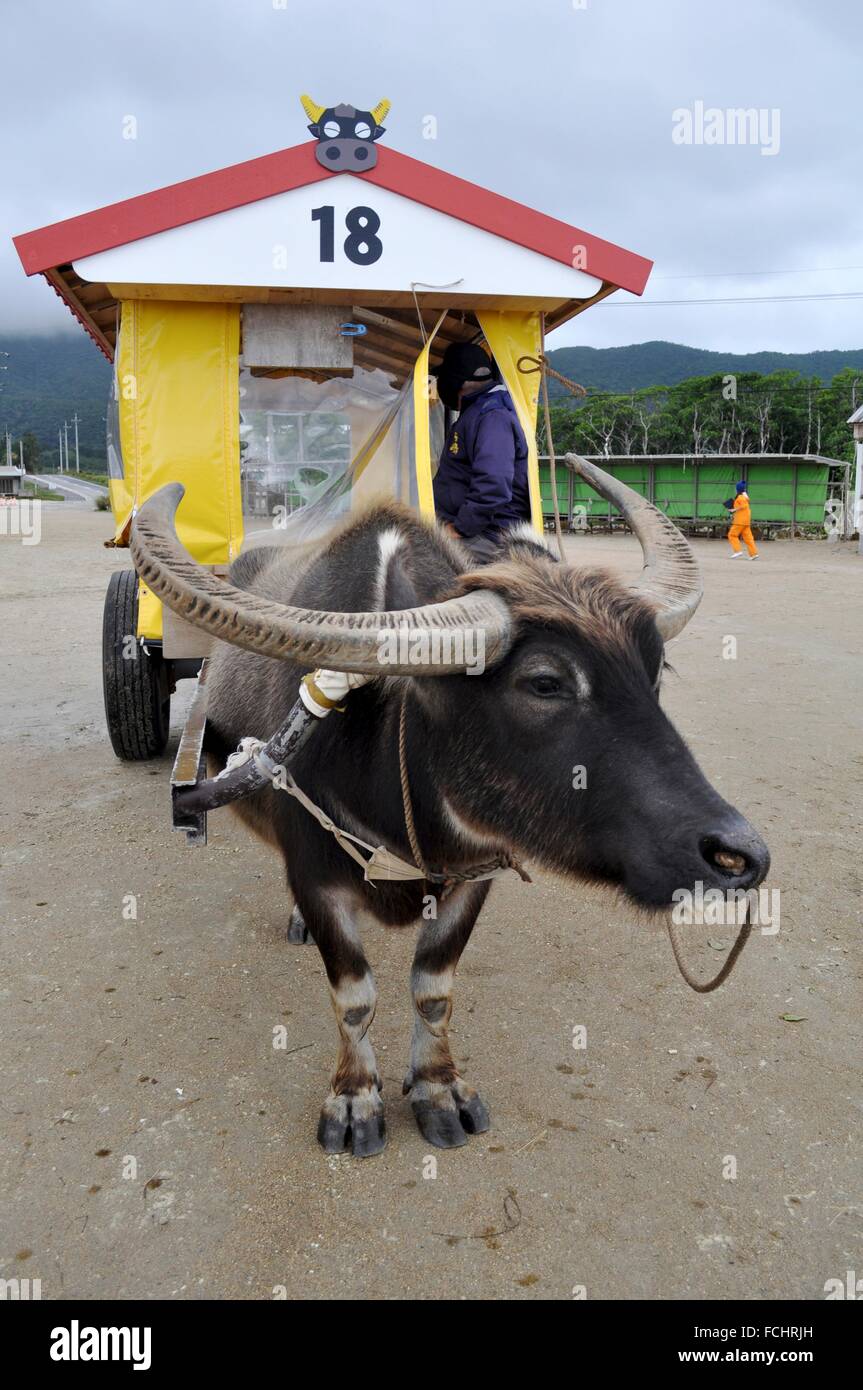Yubu-jima Island, Okinawa, Japan: a water buffalo pulling a cart with ...