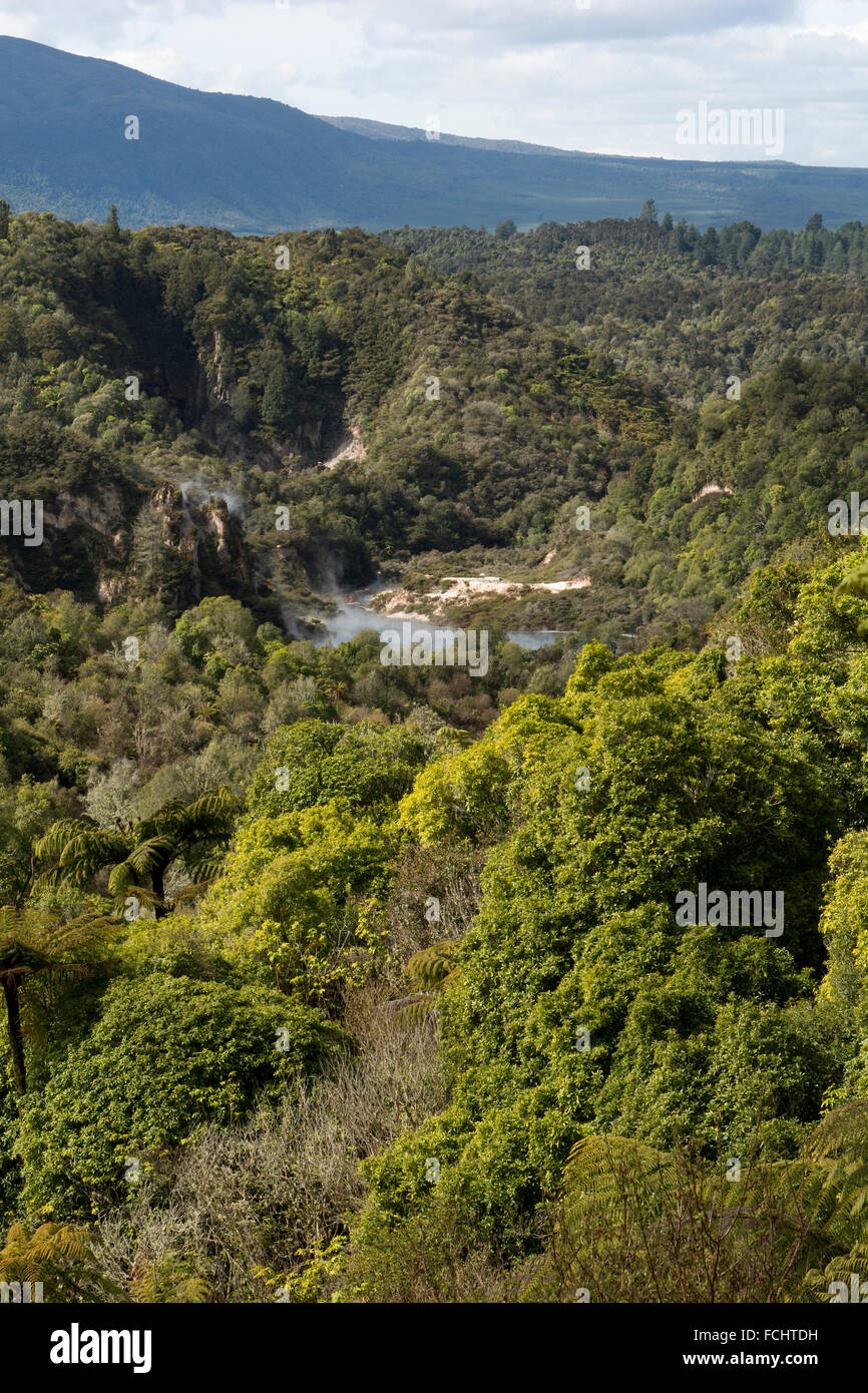 55 °C hot Frying Pan Lake in the Waimangu Volcanic Rift Valley in New ...