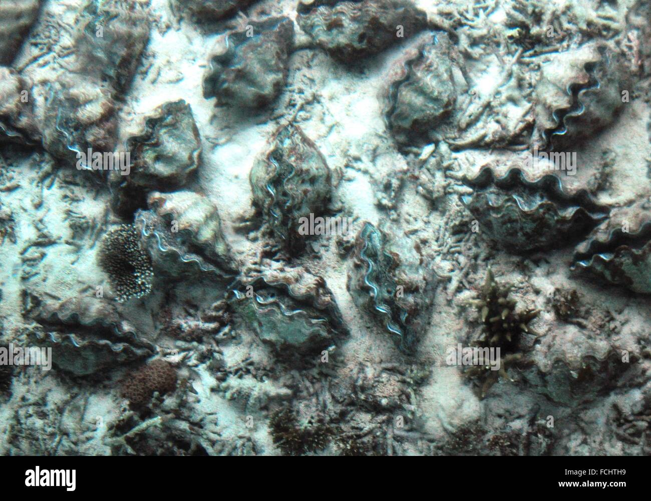 Ishigaki, Okinawa, Japan: shells on the sea bottom of Kabira Bay Stock ...