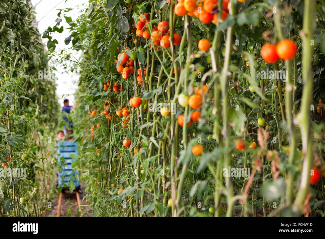 Tomatoes greenhouse spain hi-res stock photography and images - Alamy