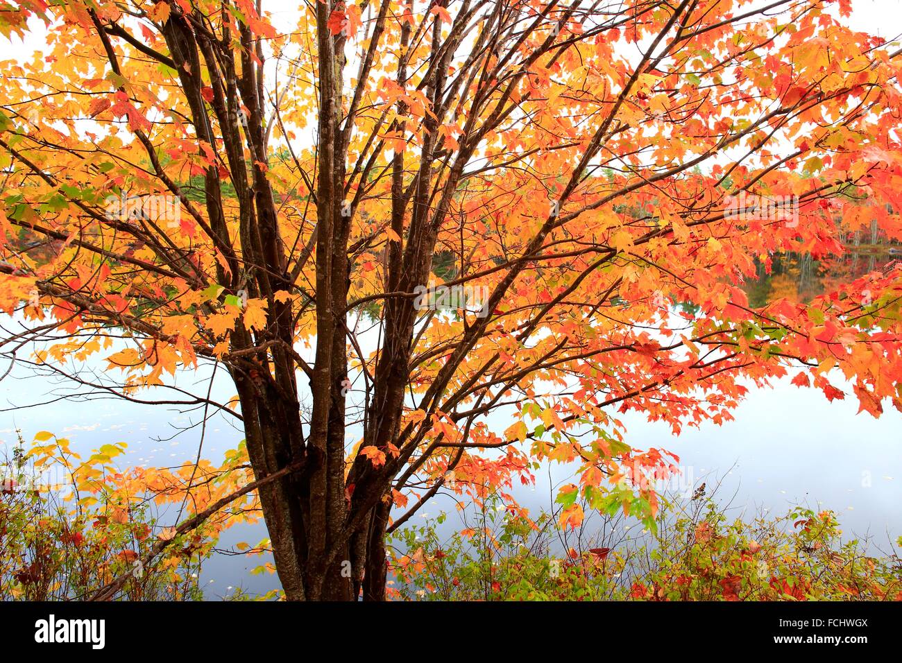An autumn scenic showing colorful maple trees beside a lake Stock Photo ...