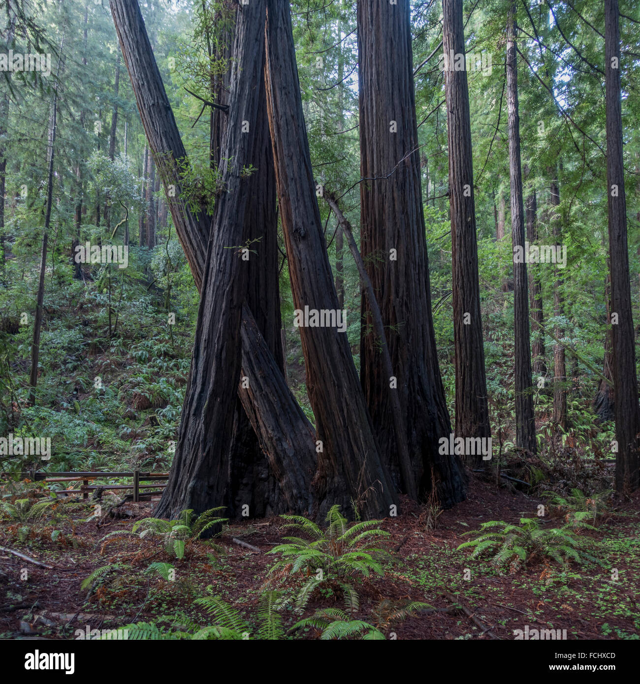 Giant Redwood Trees in Muir Woods Stock Photo - Alamy