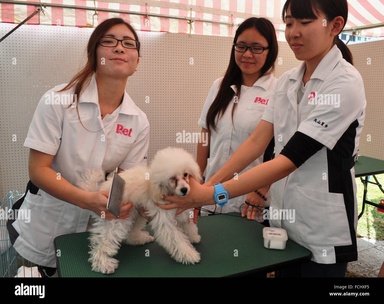 Volunteers brushing poodle hi-res stock photography and images - Alamy