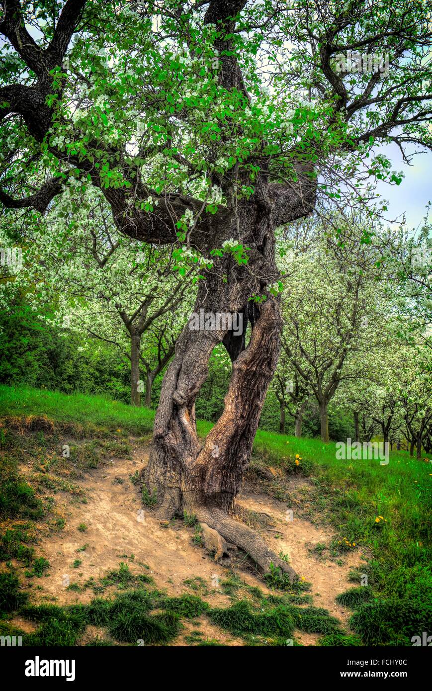 Gutless hi-res stock photography and images - Alamy