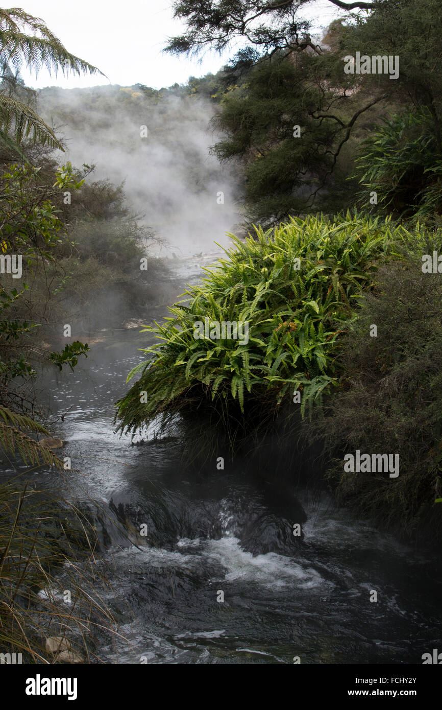 The hot overflow from the 55 °Celsius hot Frying Pan Lake in Waimangu ...
