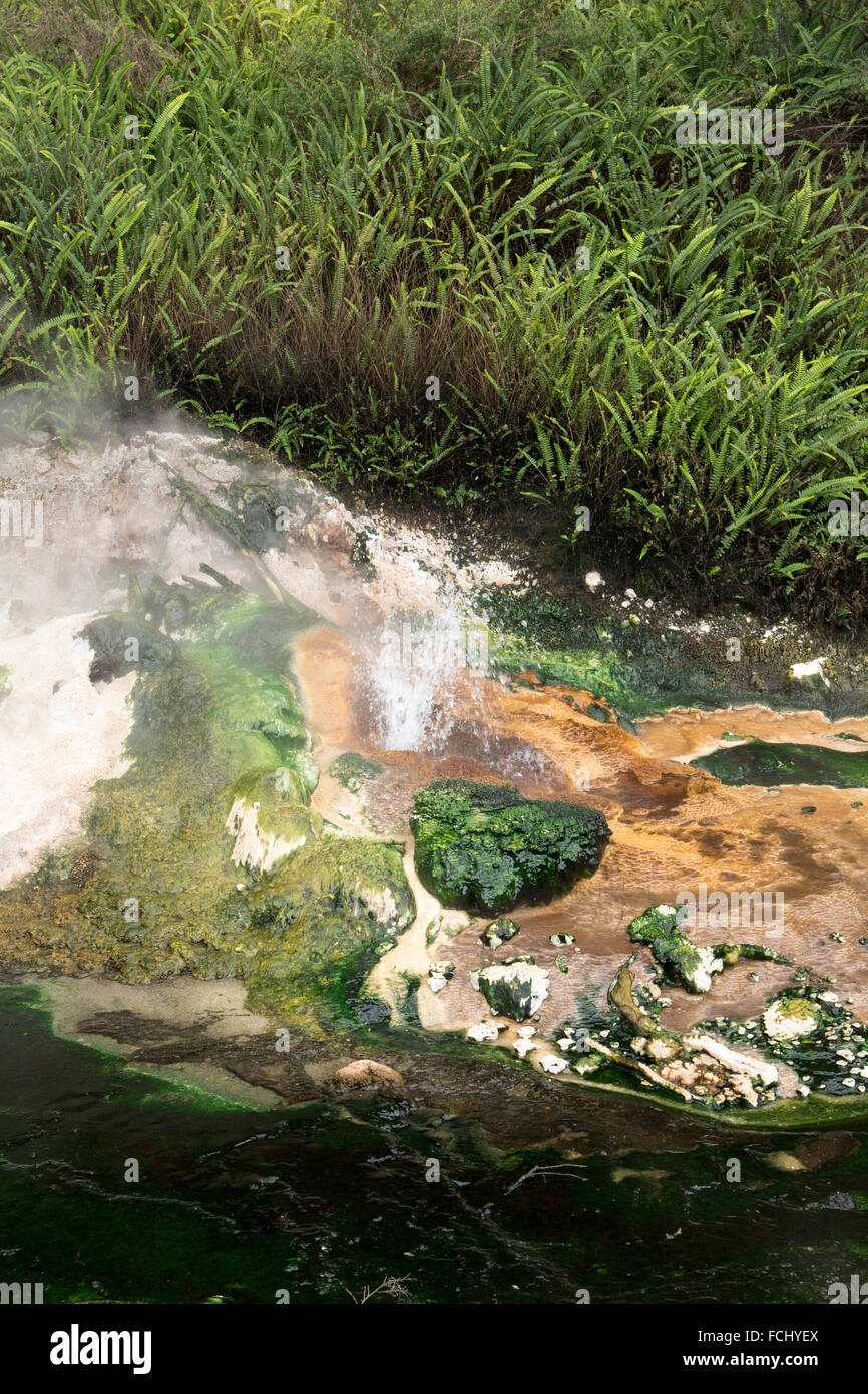 The hot overflow from the 55 °Celsius hot Frying Pan Lake in Waimangu ...