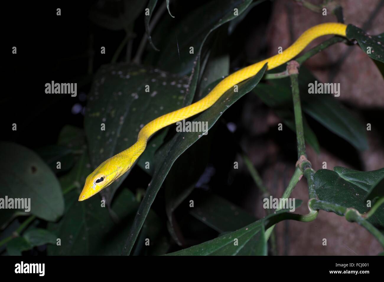 Green snake coil hi-res stock photography and images - Alamy