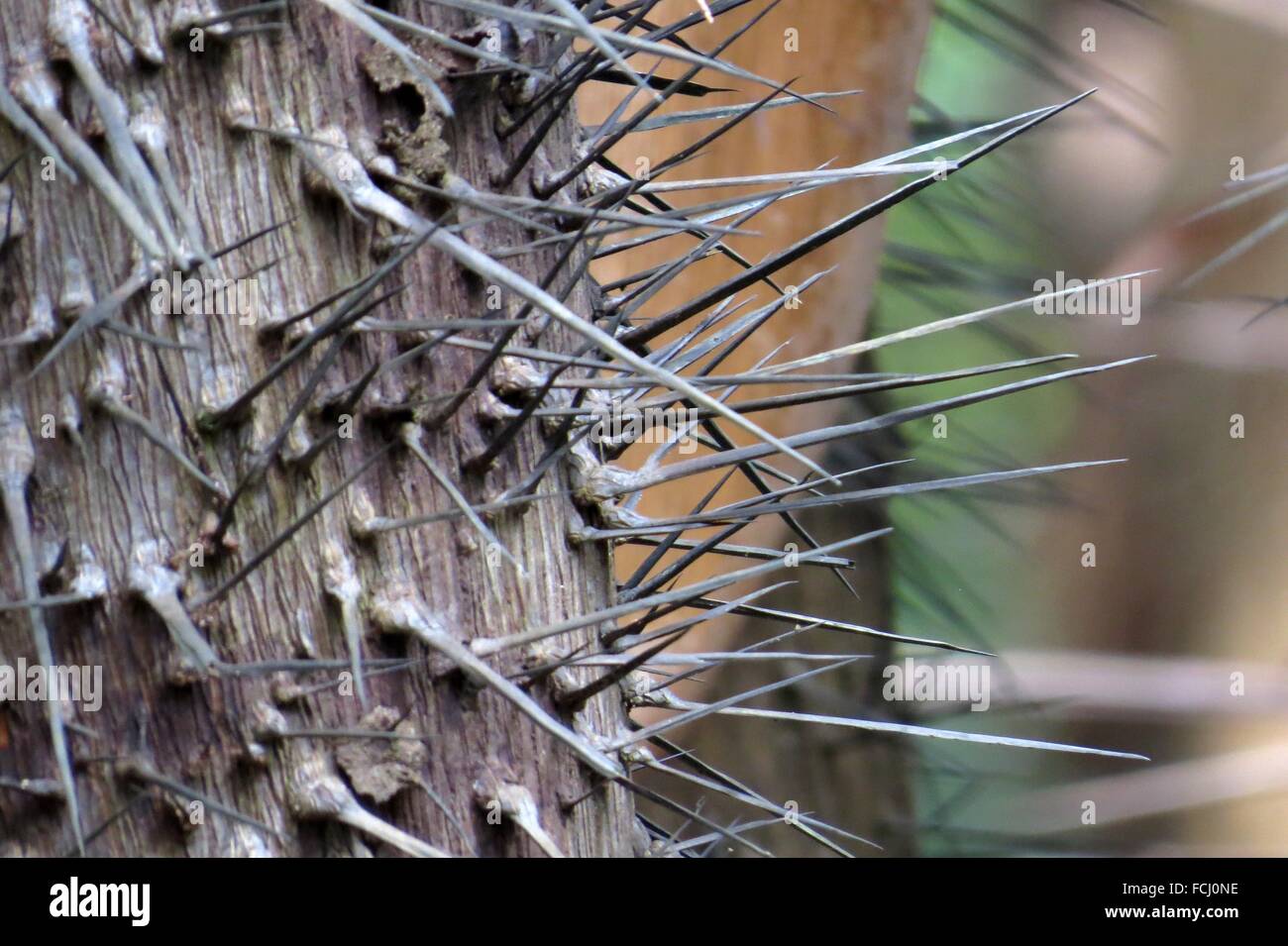 Palm spine hi-res stock photography and images - Alamy