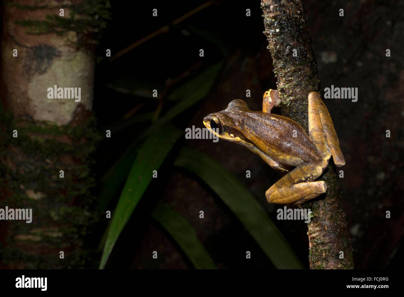 Dark green frog hi-res stock photography and images - Alamy