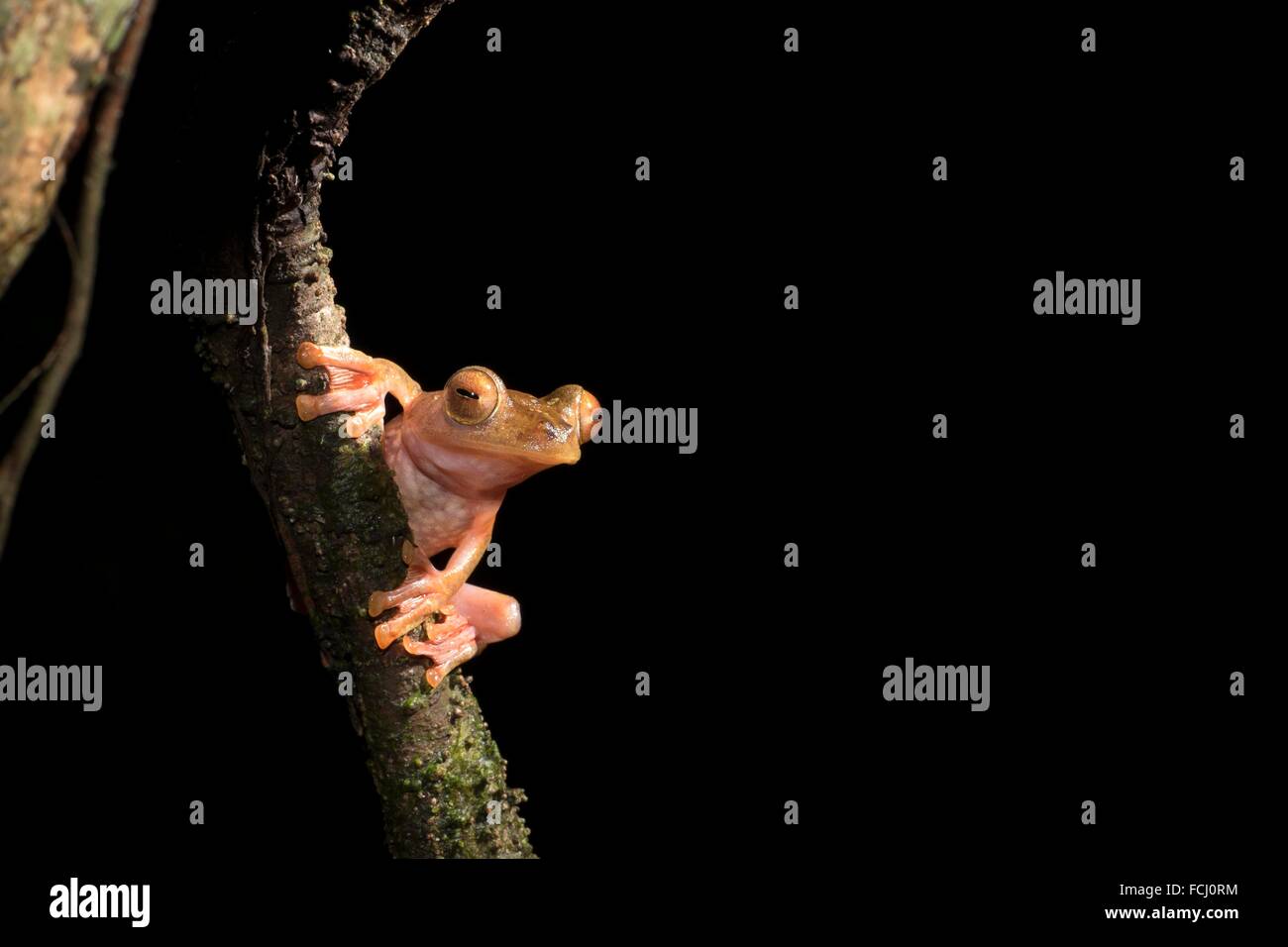 Harlequin flying treefrog hi-res stock photography and images - Alamy