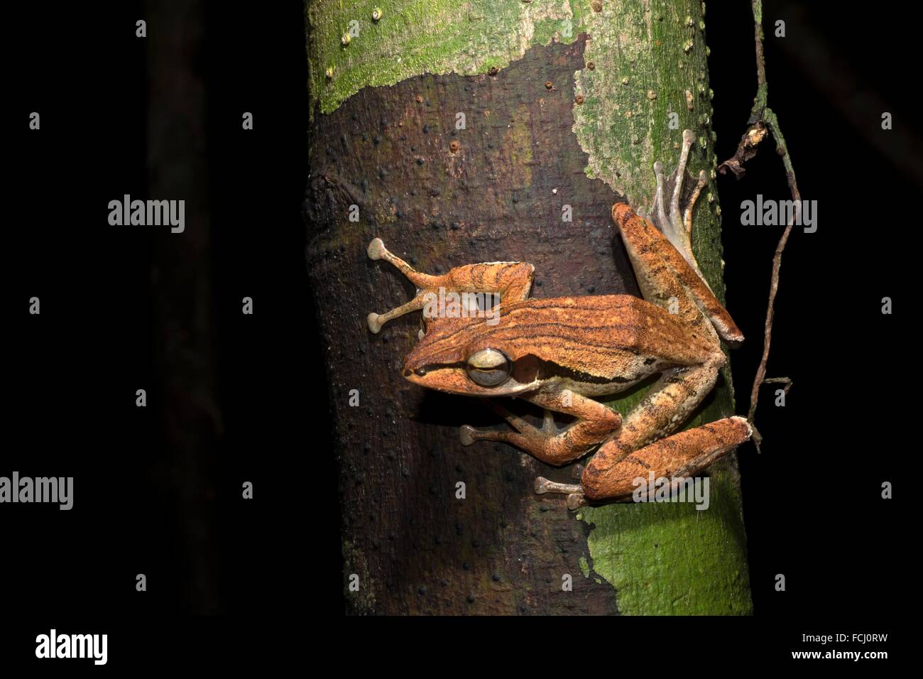 Dark eared tree frog polypedates macrotis hi-res stock photography and ...
