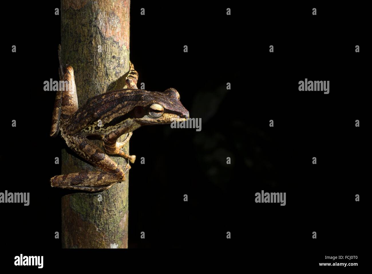 Dark eared tree frog polypedates macrotis hi-res stock photography and ...