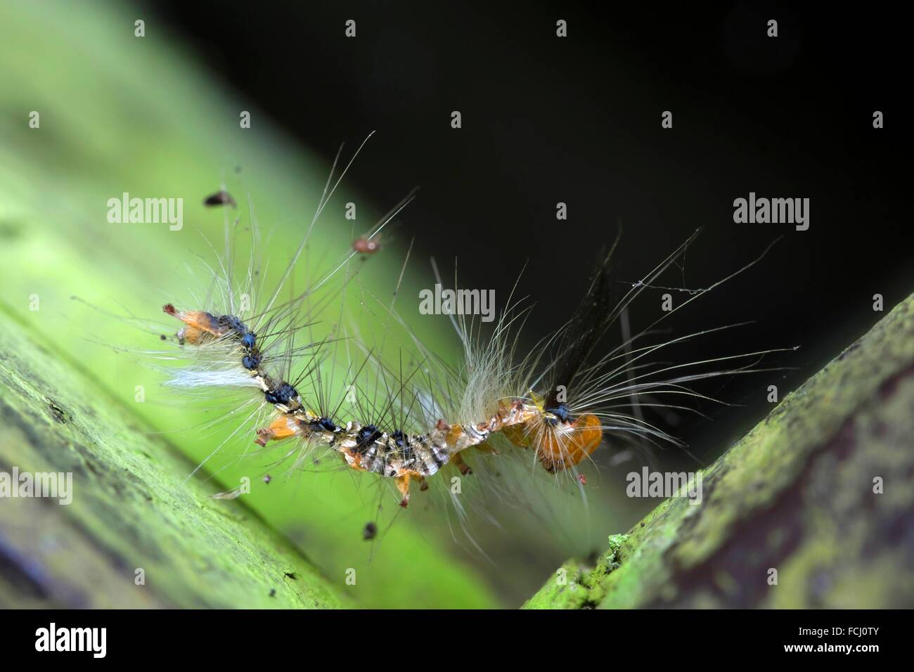 Dead Caterpillar High Resolution Stock Photography and Images - Alamy