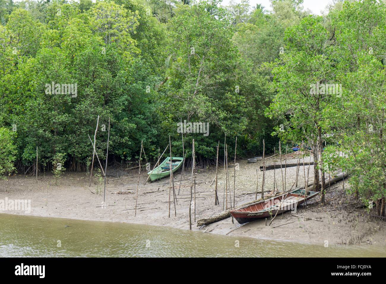 Sampadi muddy river bank, Sarawak, Malaysia Stock Photo - Alamy