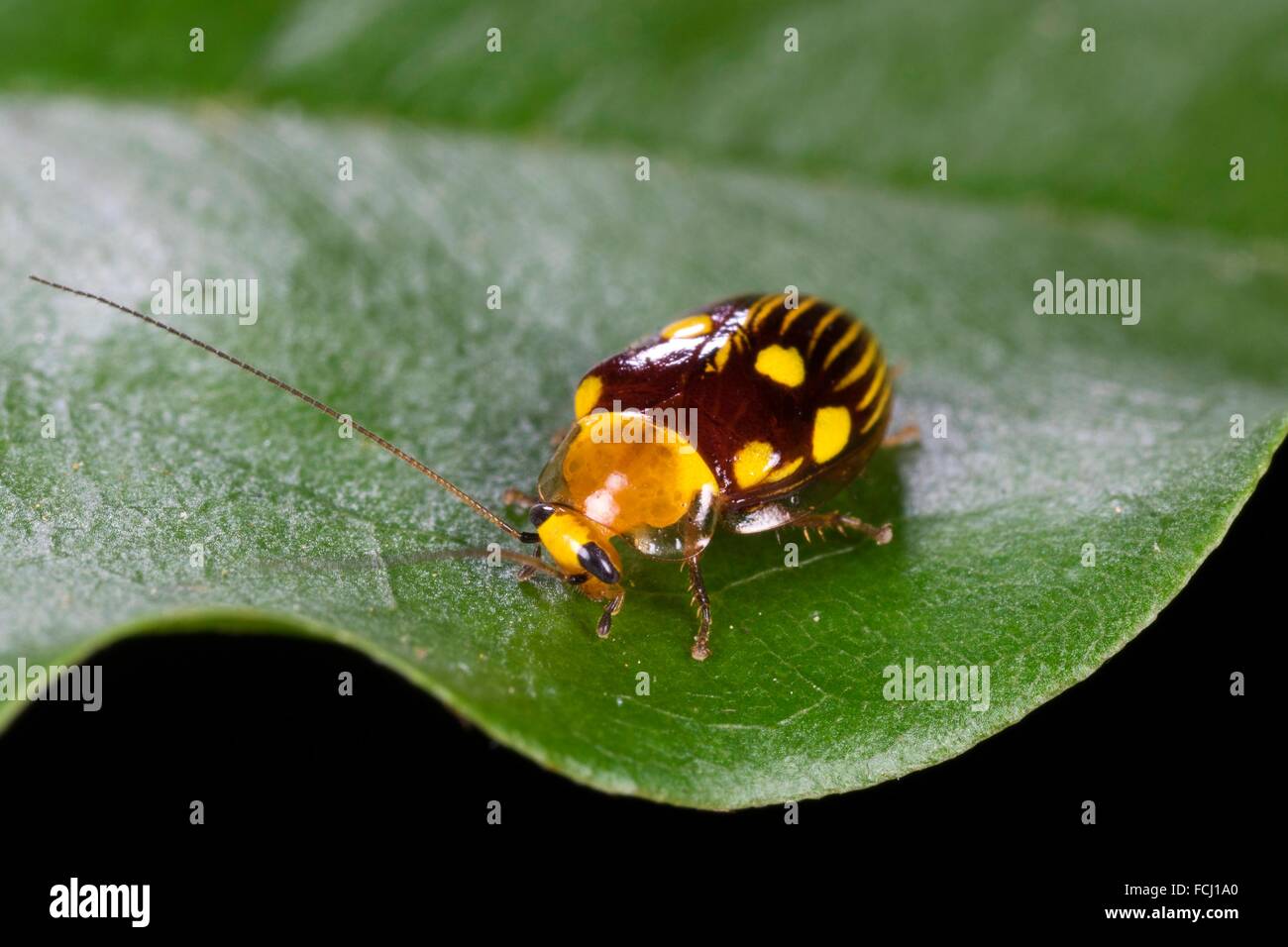 Cockroach Image High Resolution Stock Photography and Images - Alamy