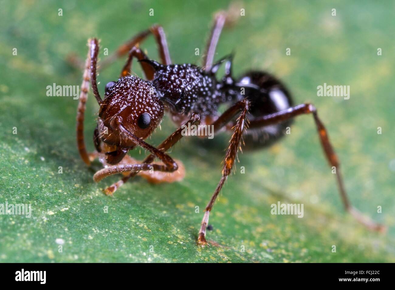 Red ant. Image taken at Kampung Skudup, Sarawak, Malaysia Stock Photo ...