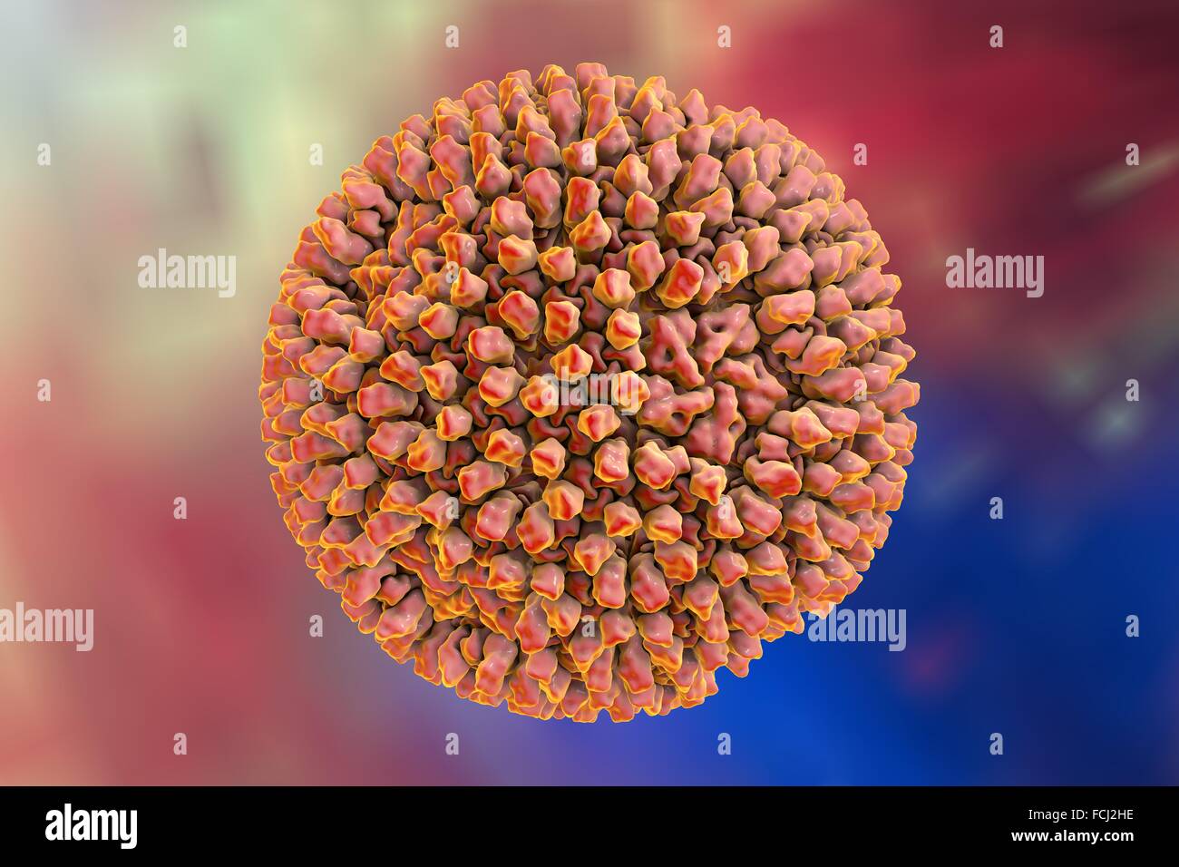 Reovirus hi-res stock photography and images - Alamy