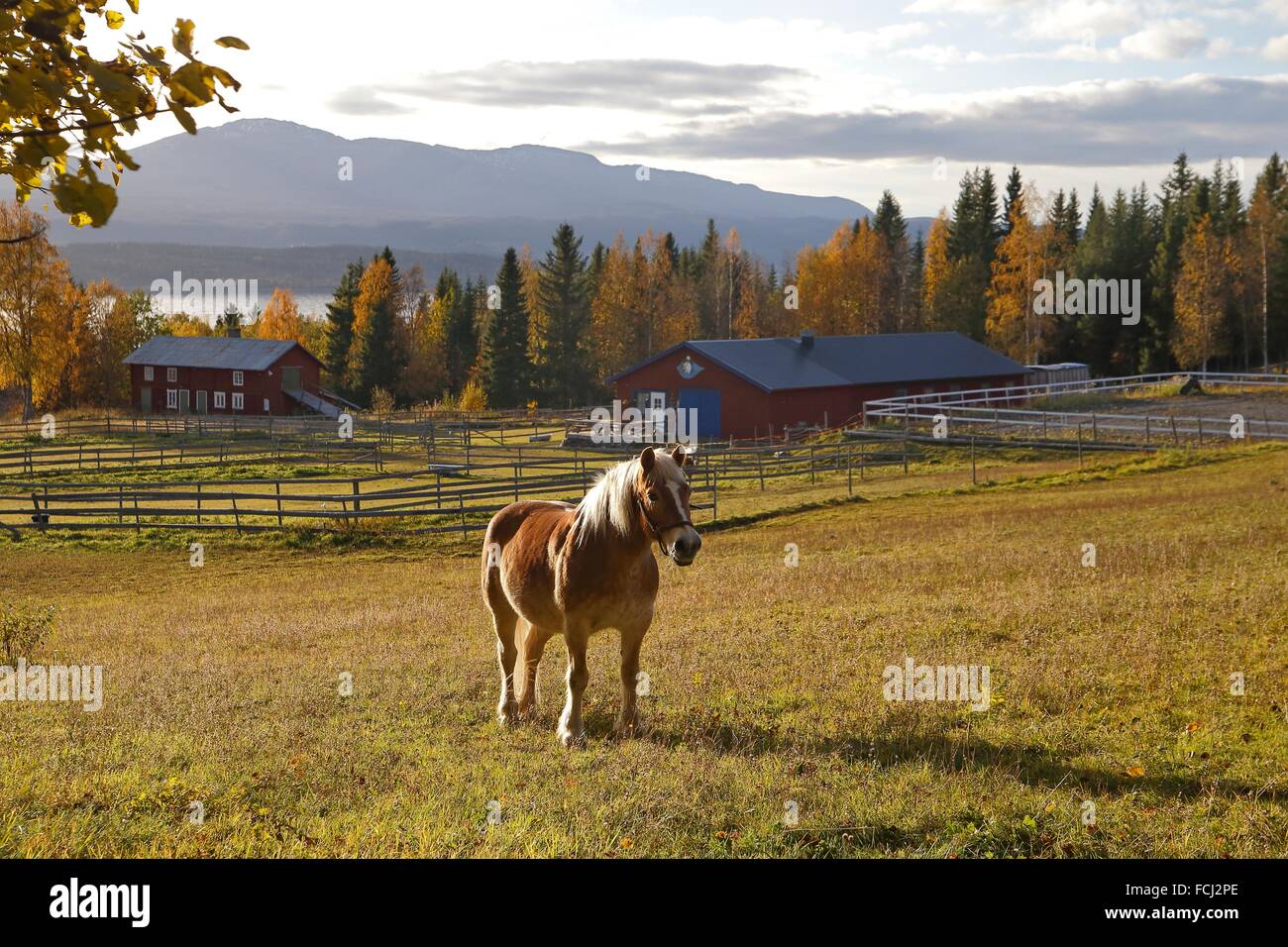 Kall hi-res stock photography and images - Alamy