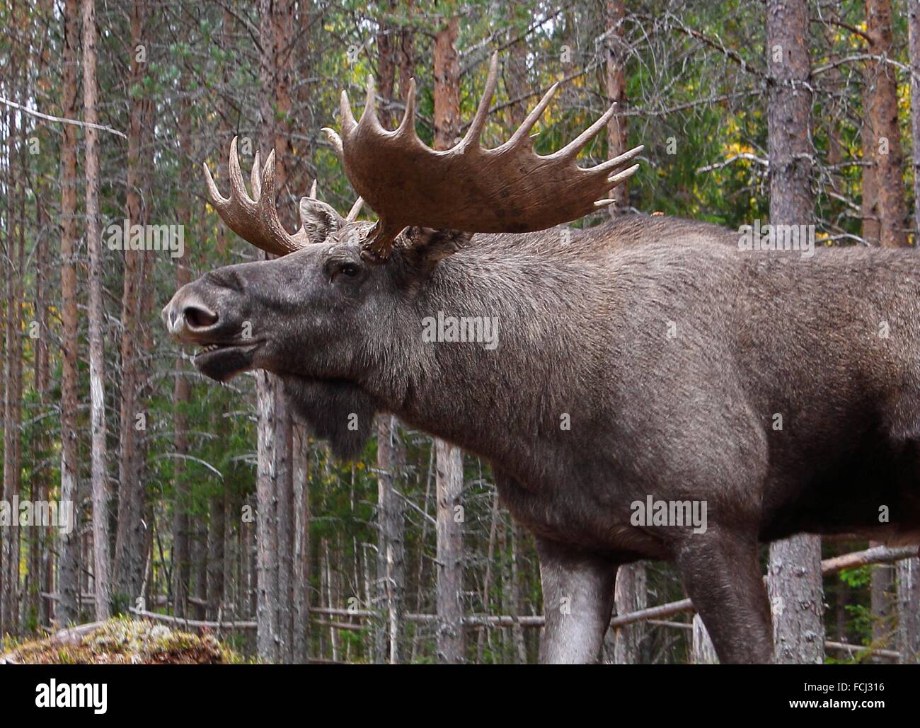 Moose Close Up Profile View High Resolution Stock Photography and ...
