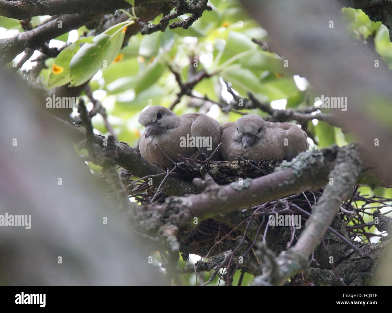 Eurasian collared dove nest hi-res stock photography and images - Alamy