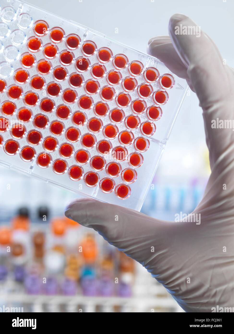 PROPERTY RELEASED. Blood screening. Scientist preparing a multiwell ...