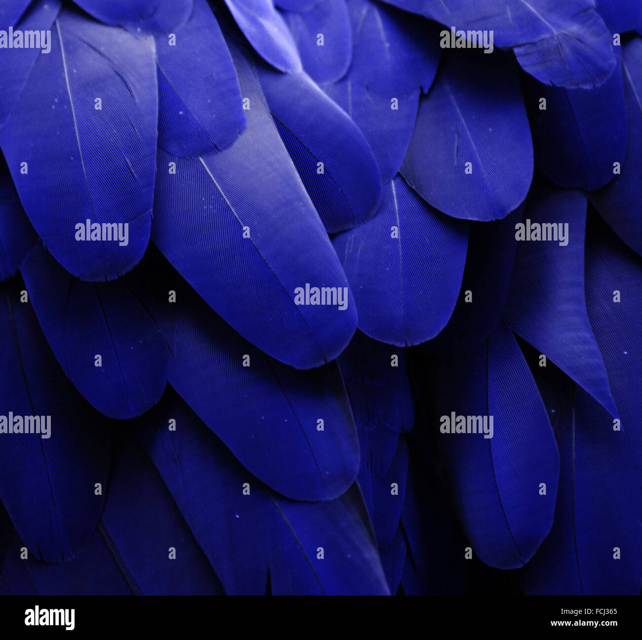 Blue feathers bird hi-res stock photography and images - Alamy