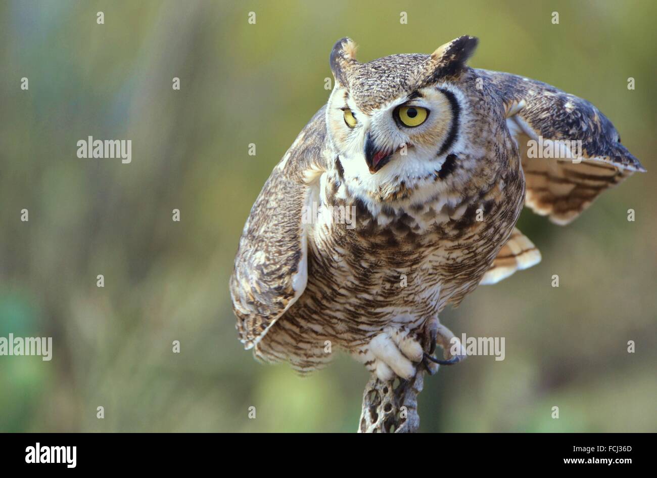 Tiger owl hi-res stock photography and images - Alamy