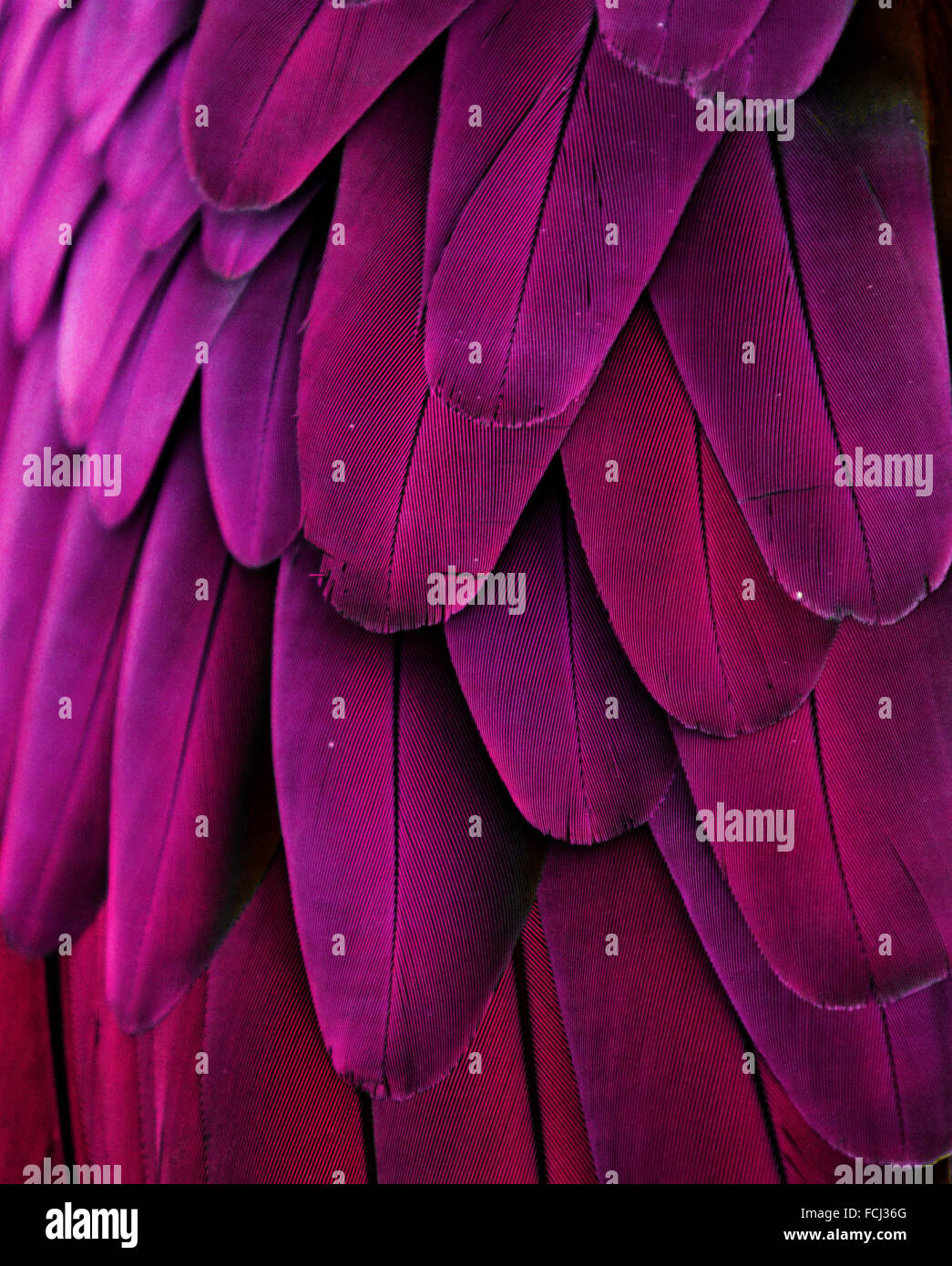 Purple and pink bird feathers from a macaw parrot Stock Photo - Alamy