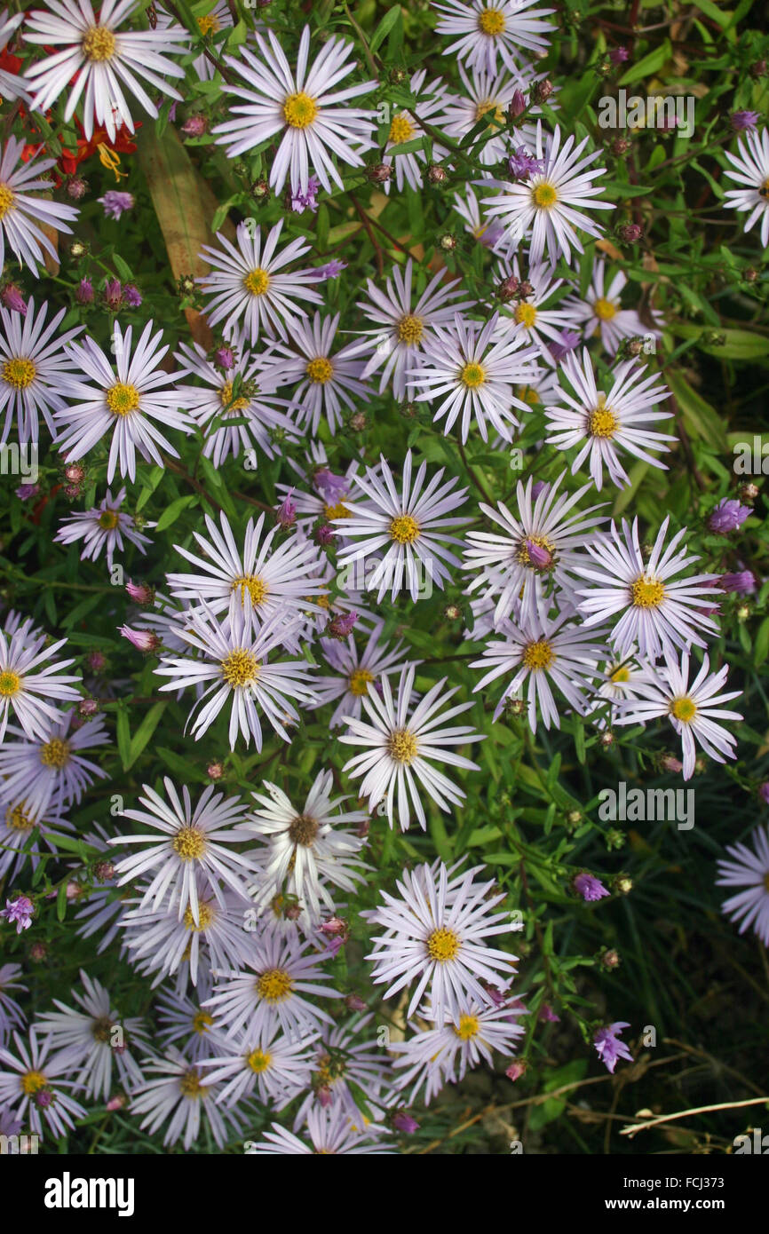 Pale lilac aster flowers Stock Photo - Alamy